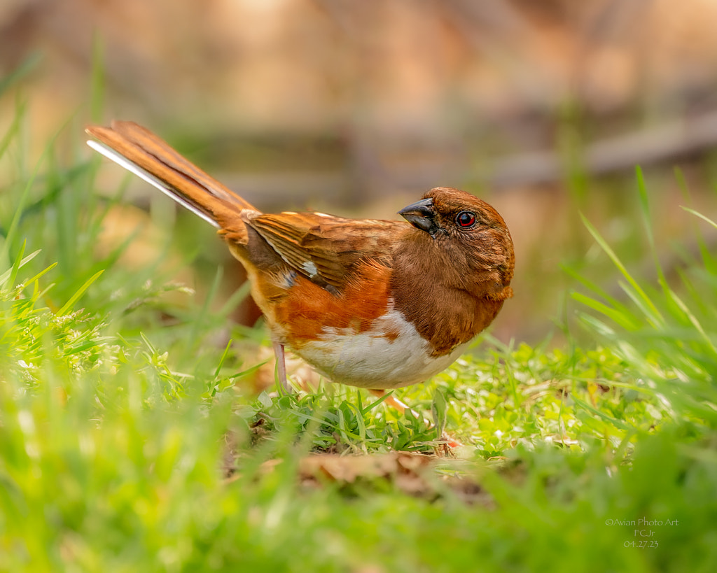 Eastern Towhee - Female by Fran Czemerda Jr / 500px