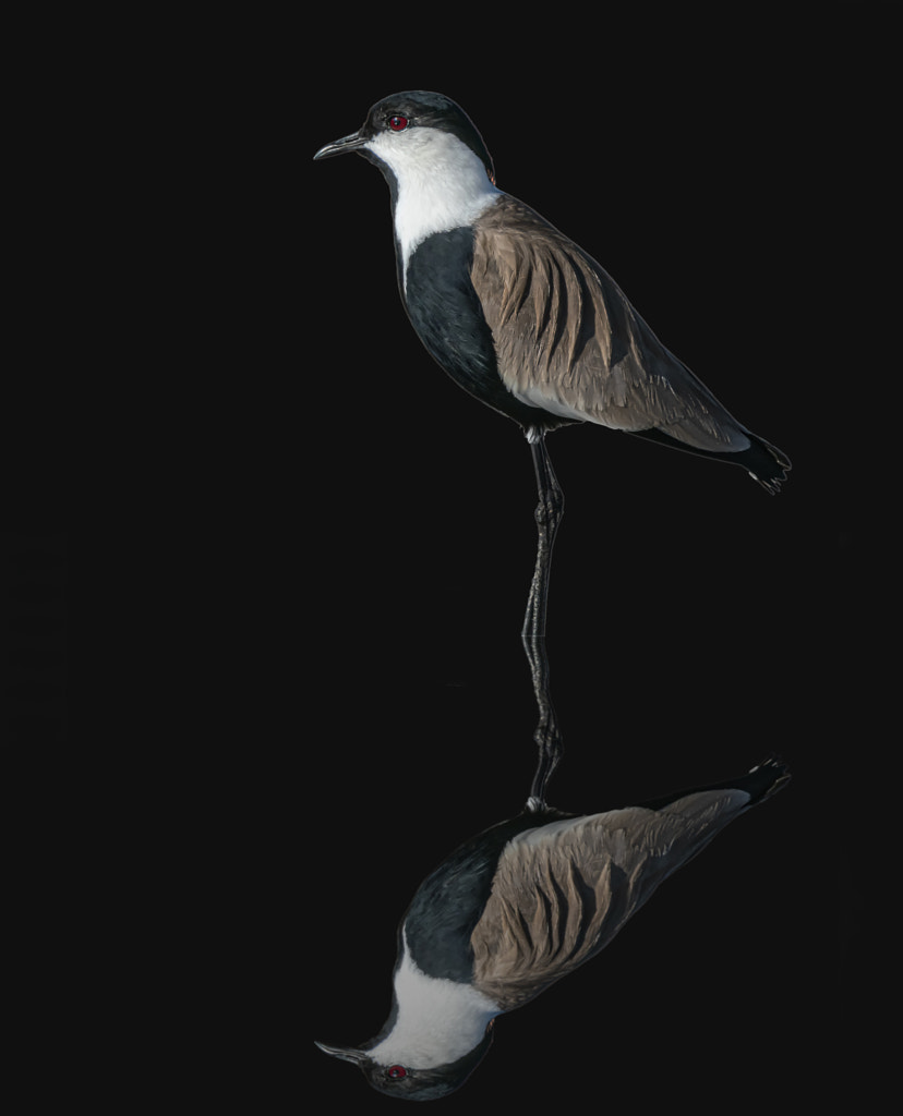 Close-up of a lapwing by Boris Lichtman / 500px