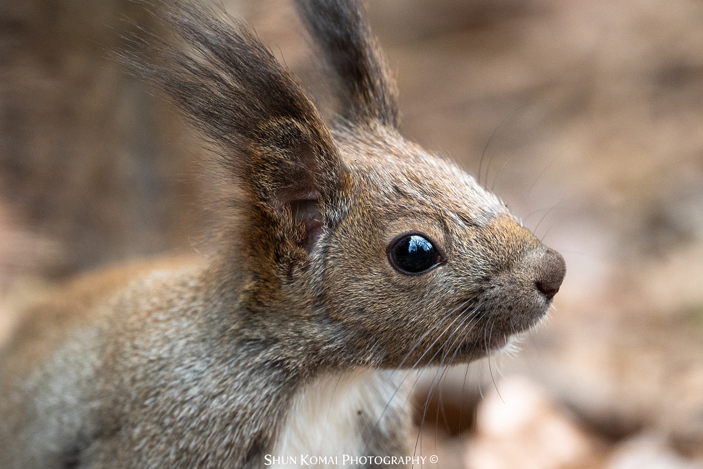 Ezo Red Squirrel in spring by shun komai / 500px