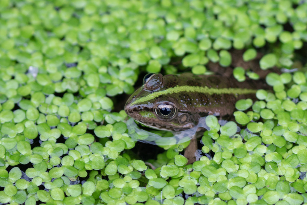 Striped Burrowing Frog (Cyclorana alboguttata) by Mohammad Jenabzadeh ...