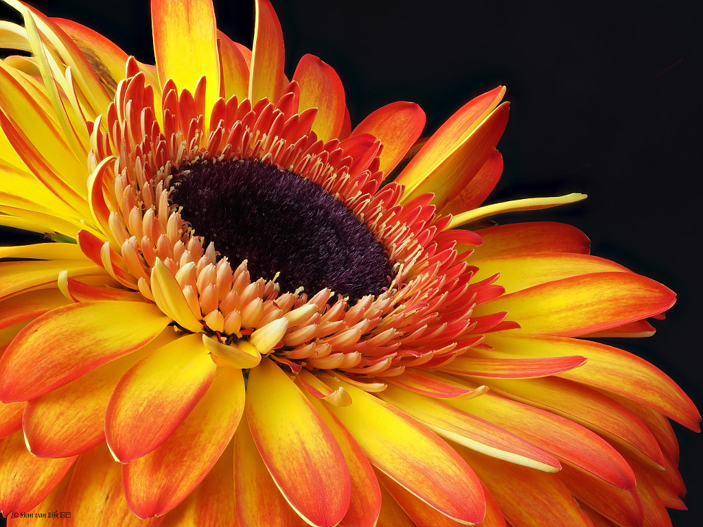 Orange/Yellow Gerbera by Fanny Den Outer / 500px