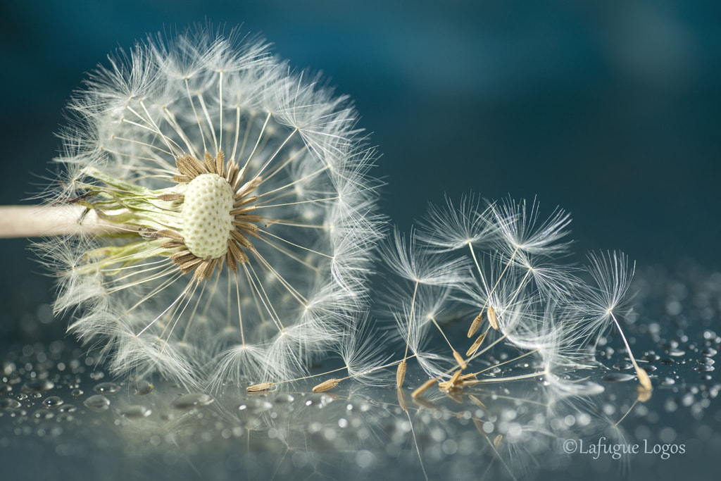 Pure fuzziness by Lafugue Logos / 500px