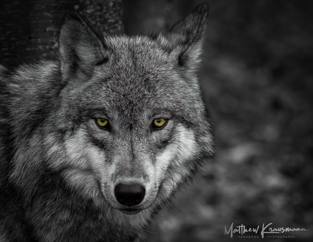 Wolf Yellow Eyes w-watermark by Matthew Krausmann / 500px