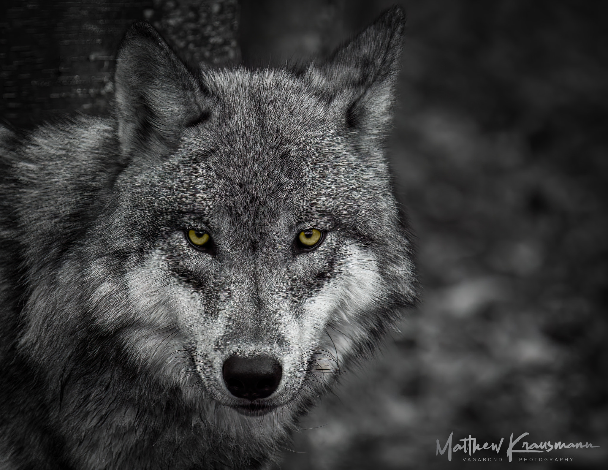 Wolf Yellow Eyes w-watermark by Matthew Krausmann / 500px