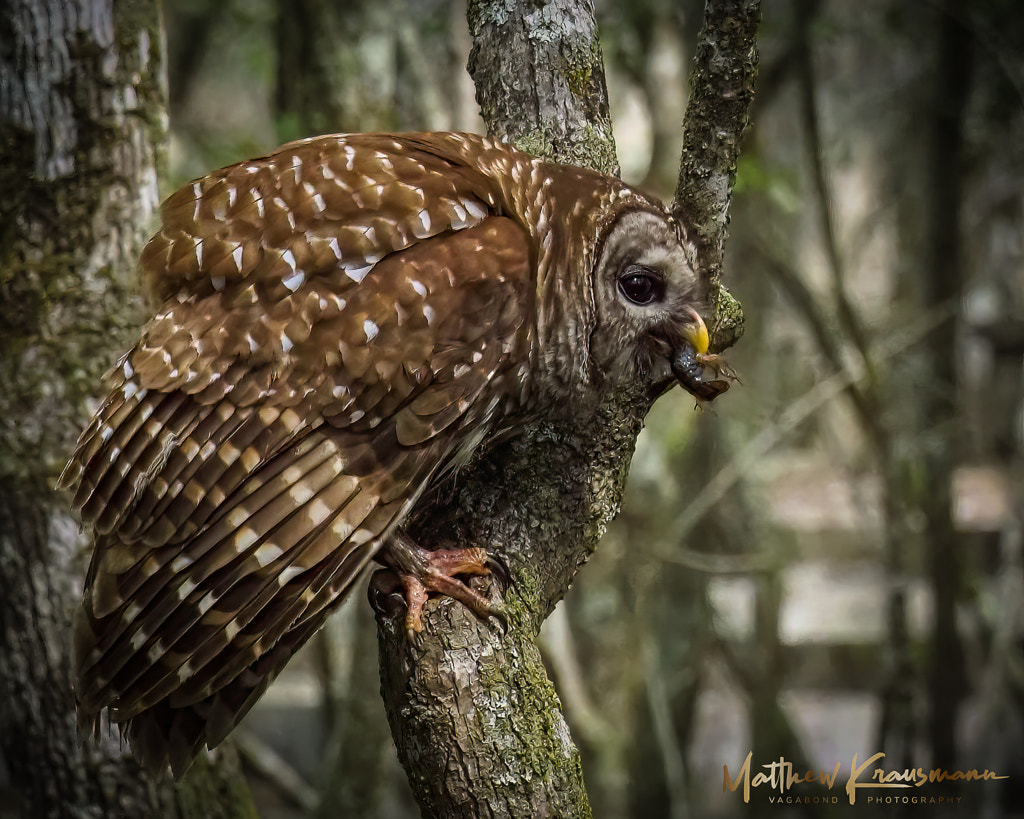 Barred Owl w-food 03312023 w-watermark by Matthew Krausmann / 500px