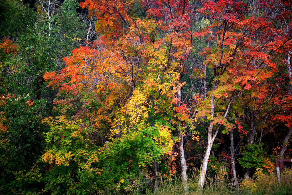 Looking Back at Autumn in the Alpine Loop by Laura Bellamy / 500px