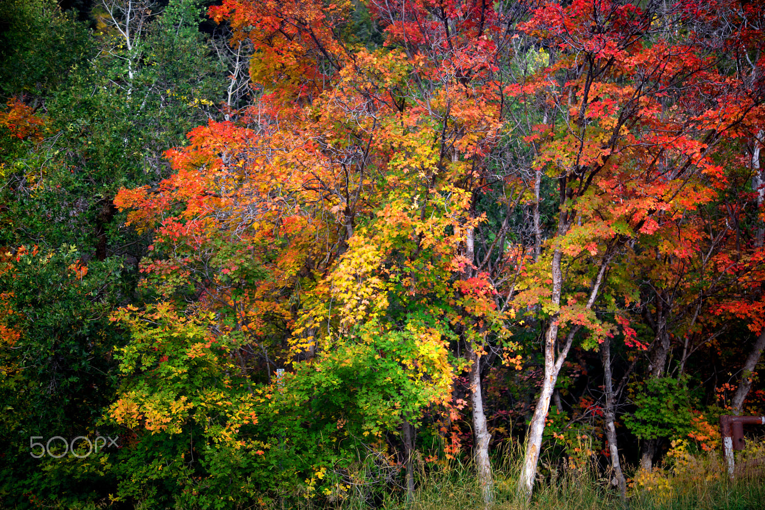 Looking Back at Autumn in the Alpine Loop by Laura Bellamy / 500px