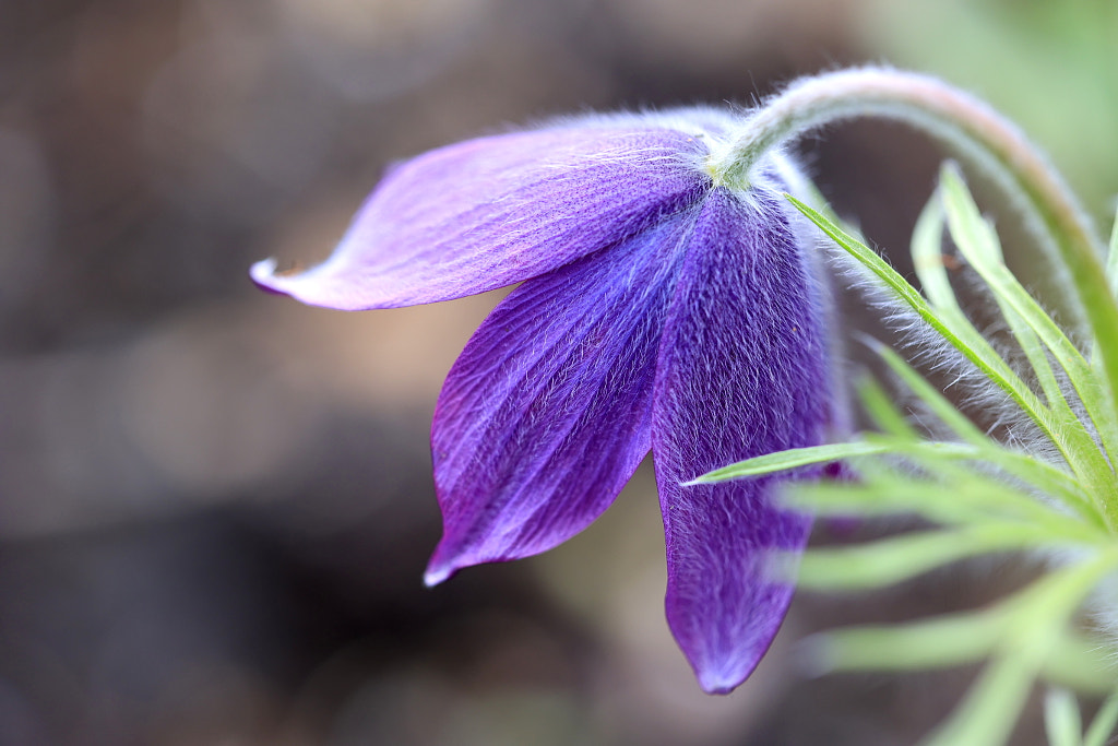 Soft by philippe ullens / 500px