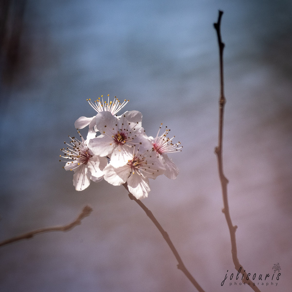 Springtime pastell by Diana Jolisouris / 500px