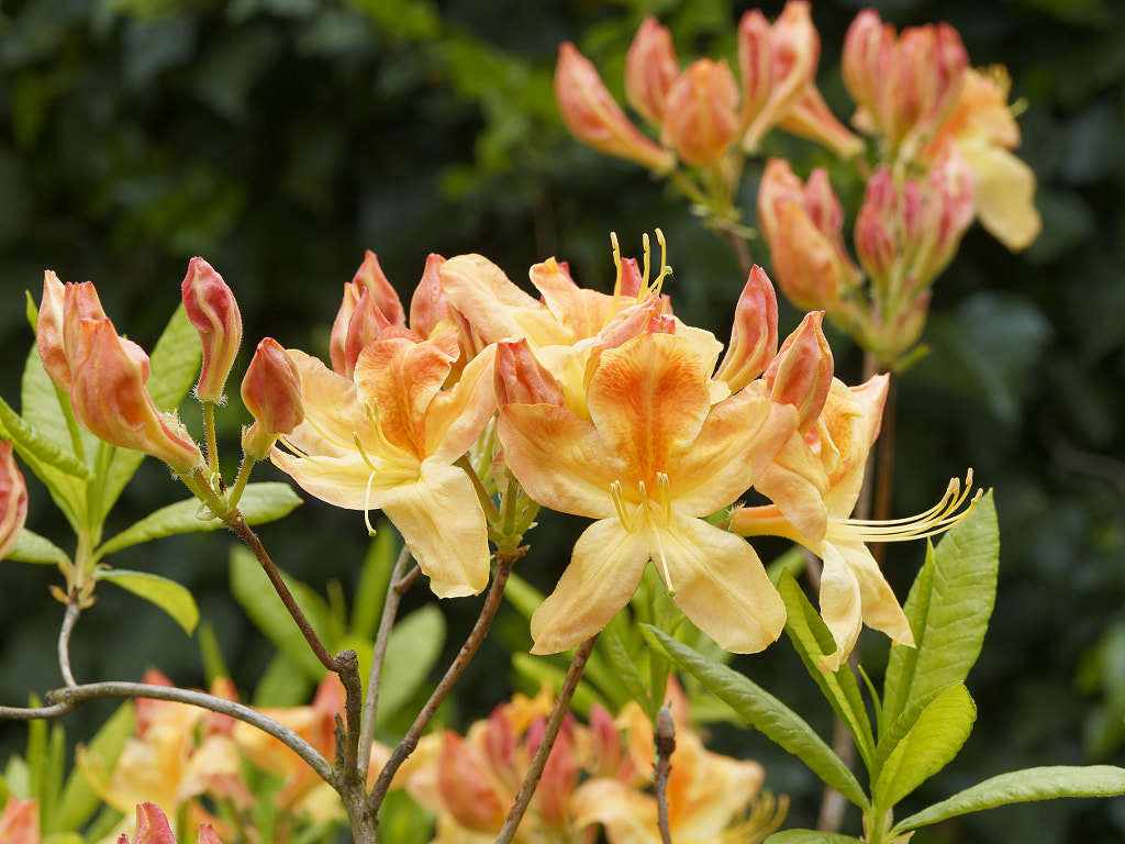 Rhododendron luteum 'Orange Eye' or Pontic azalea by Marc Benedetti / 500px