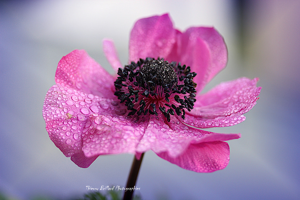 Anémone by Thierry BRILLARD / 500px