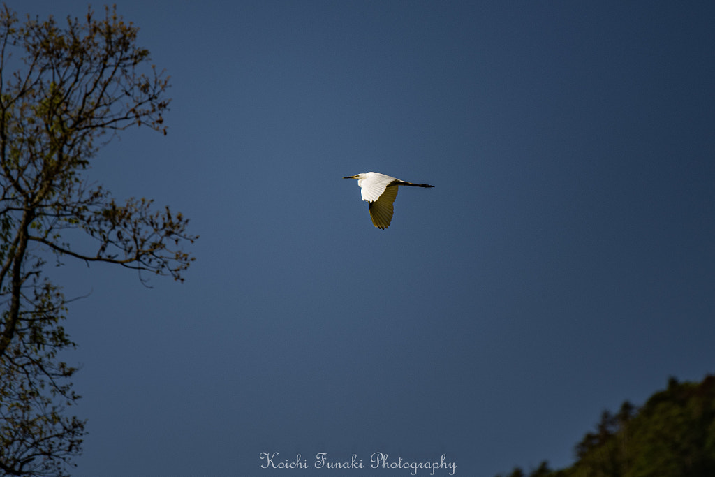 Egret in clear sky by Koichi Funaki / 500px
