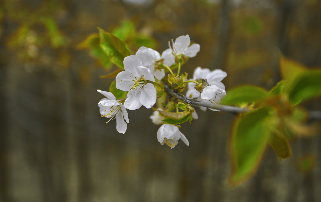 Delicate white flowers at the edge of the forest by Bernd Dembkowski ...