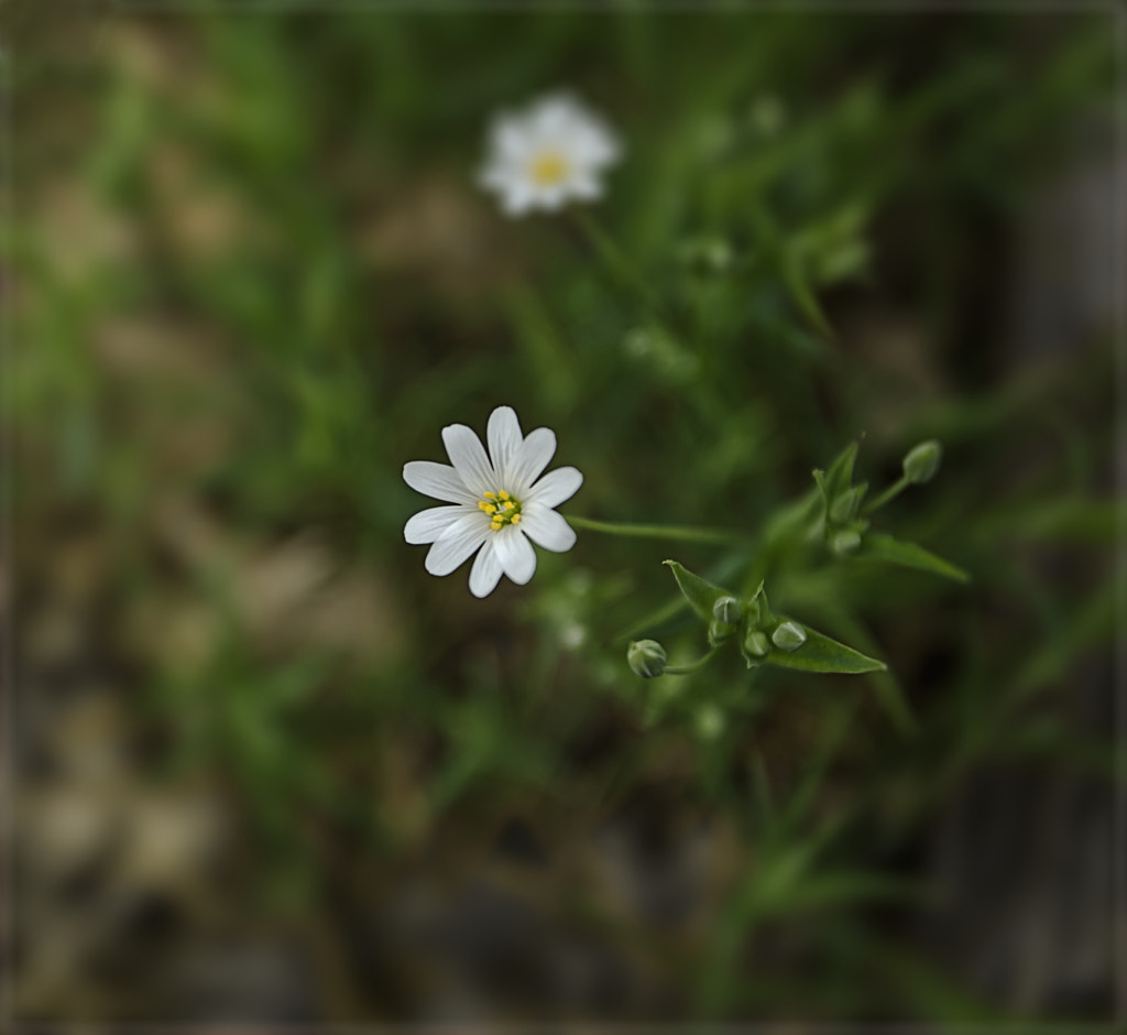 Small delicate white wildflower by Bernd Dembkowski / 500px