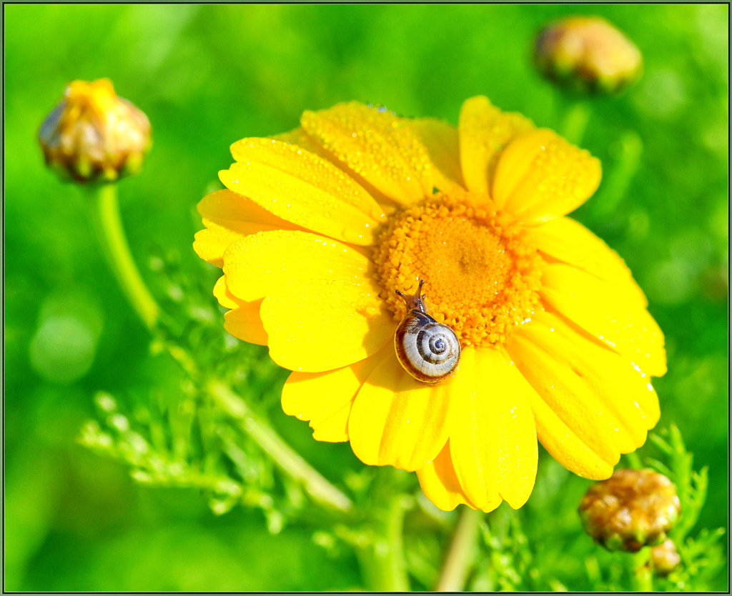 Daisies For Breakfast by Terry Lucas / 500px