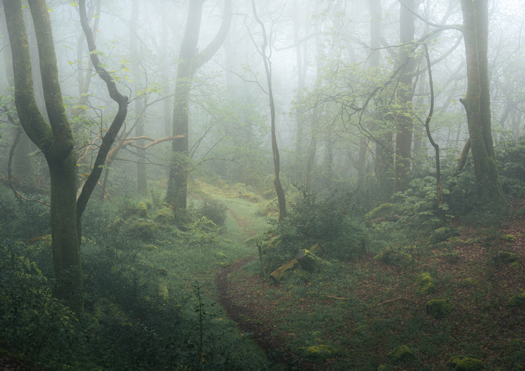 Woods by Jake McArthur / 500px