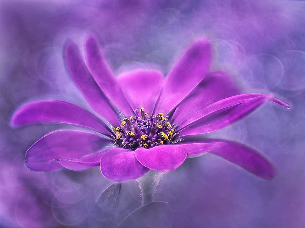 faded misgiving by mark westermeier / 500px