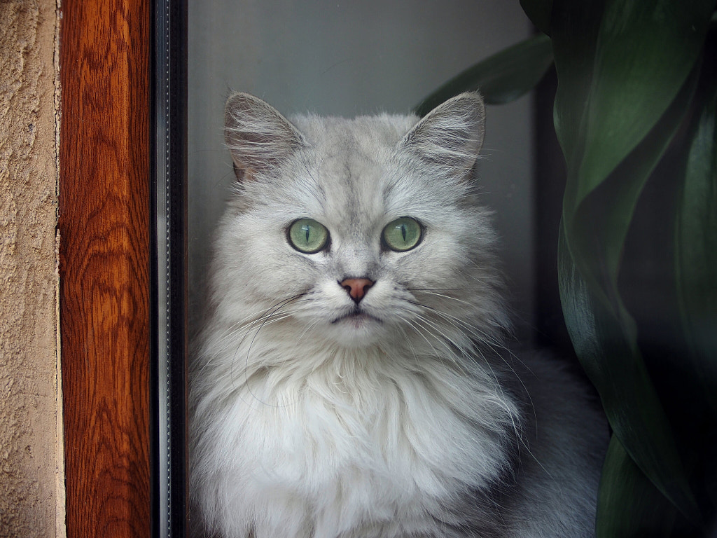 Don't look out the window there might be him by Ler Ler / 500px