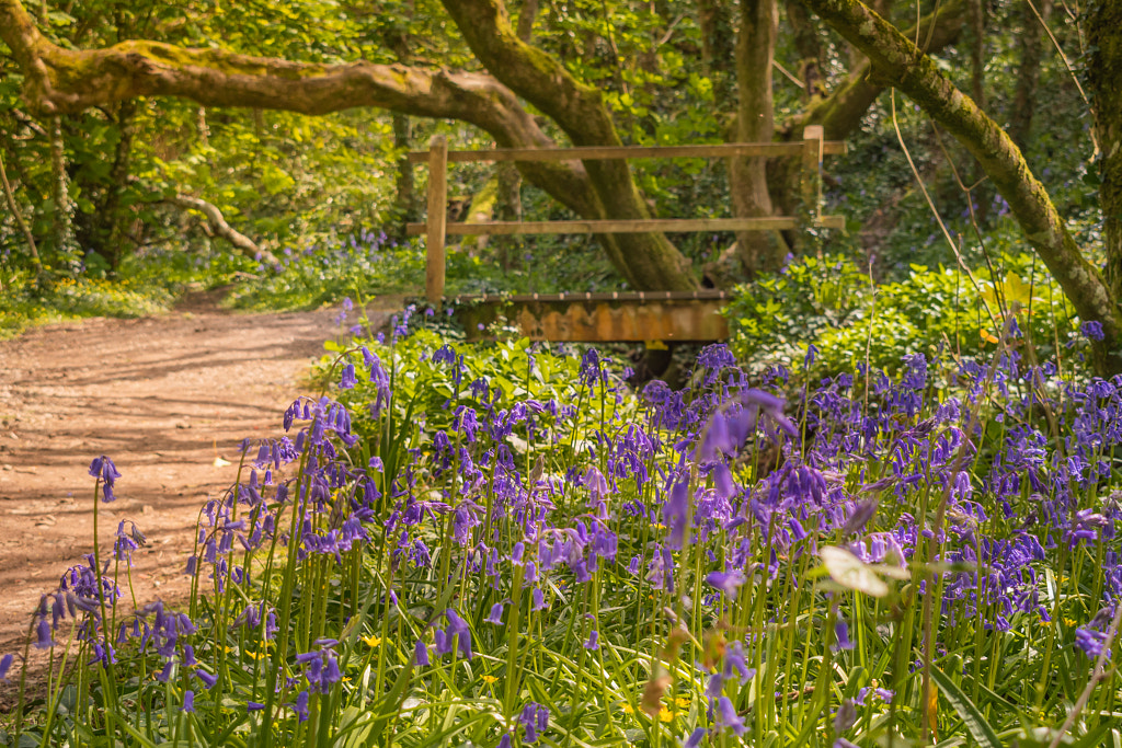 Spring time by Sarah C / 500px