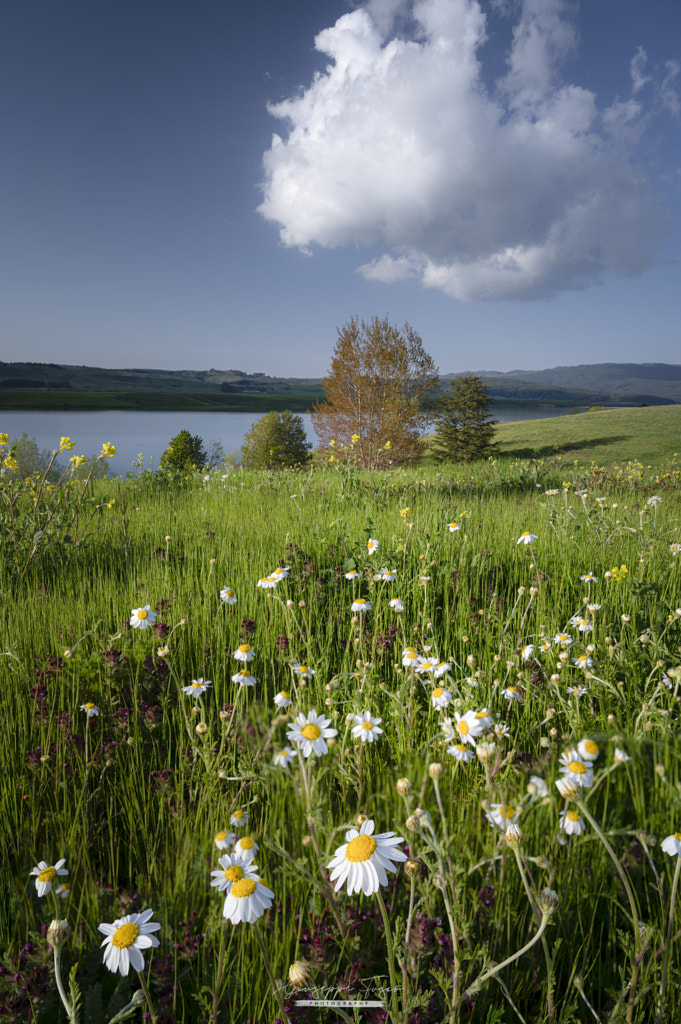 Spring by Giuseppe Fusco / 500px