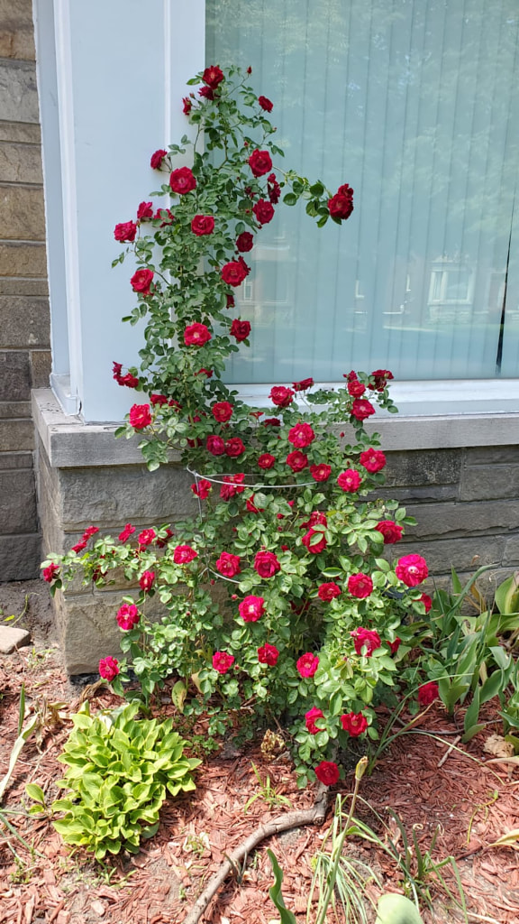 summer roses by Siti Saekan / 500px