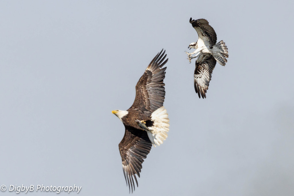 Osprey chasing eagle by Gary Borowitz / 500px
