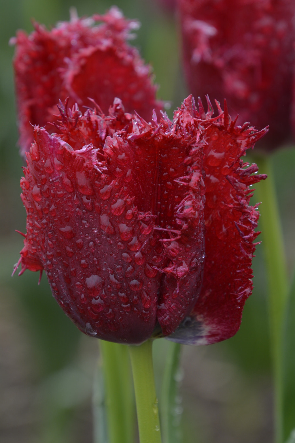 Close-up of wet red tulip flower by Brian van Jaarsveldt / 500px