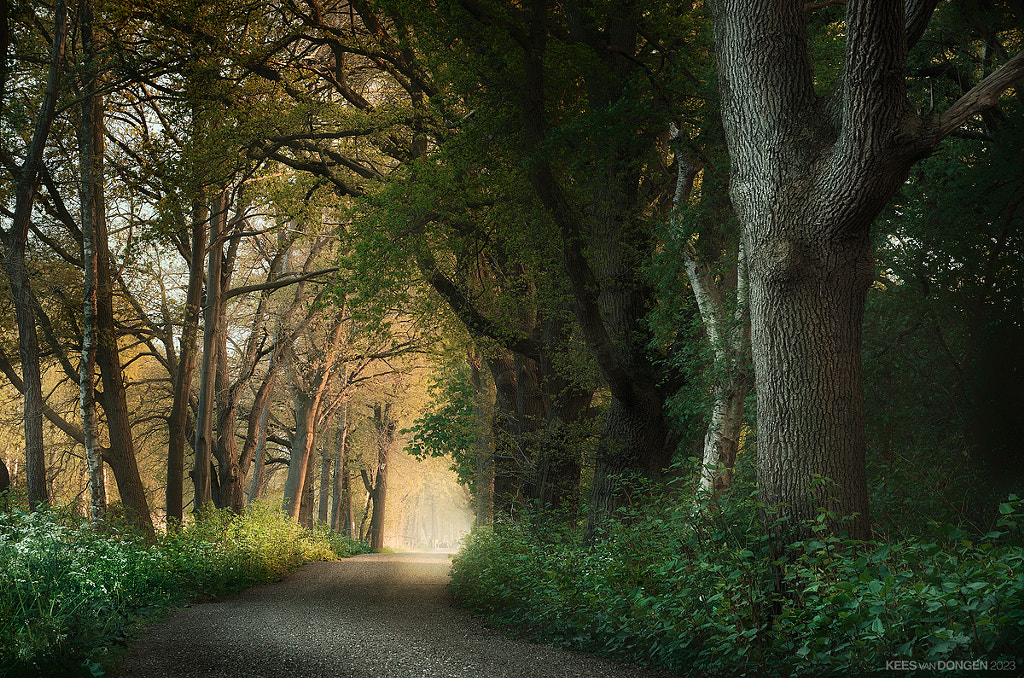 Spring in the Netherlands by Kees van Dongen / 500px