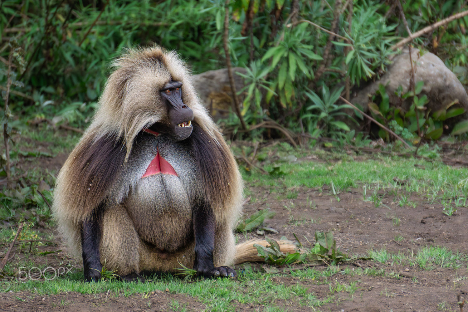 Gelada Monkey (bleeding heart monkey or Gelada baboon ) by Pica Cordoba ...