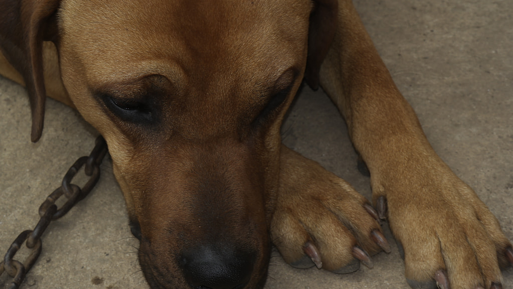 SAD DOG by Andre Rosero / 500px