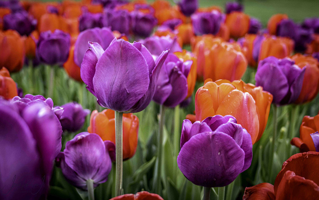 Purple Red Tulips 1 by James Phillips Jr - Photography / 500px