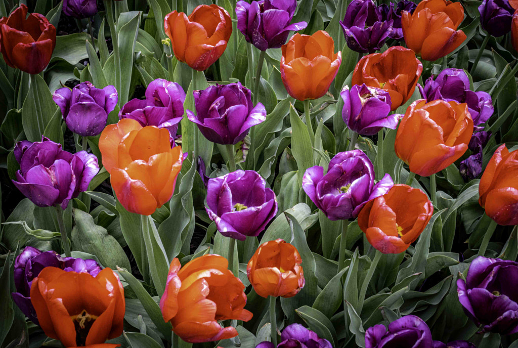Purple Red Tulips 4 by James Phillips Jr - Photography / 500px