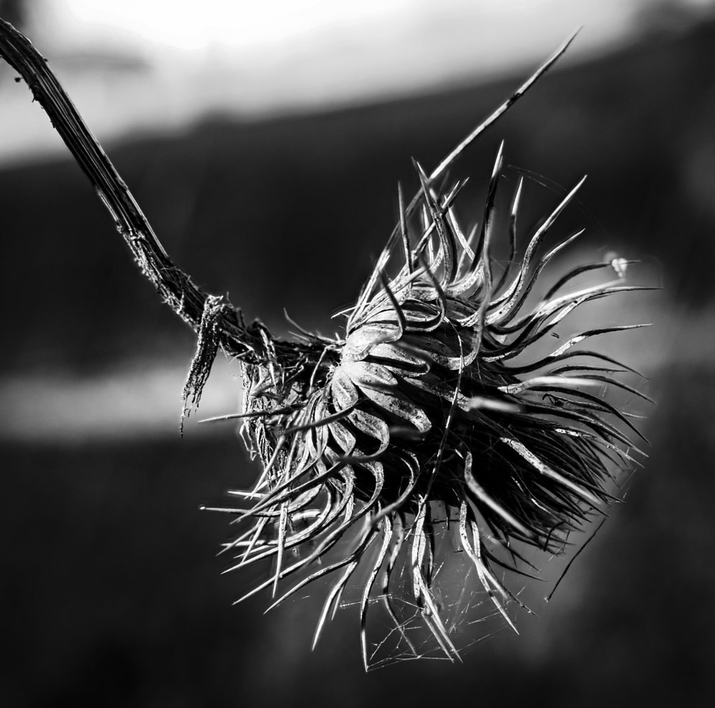 Thistle Head by Andrew Smith / 500px