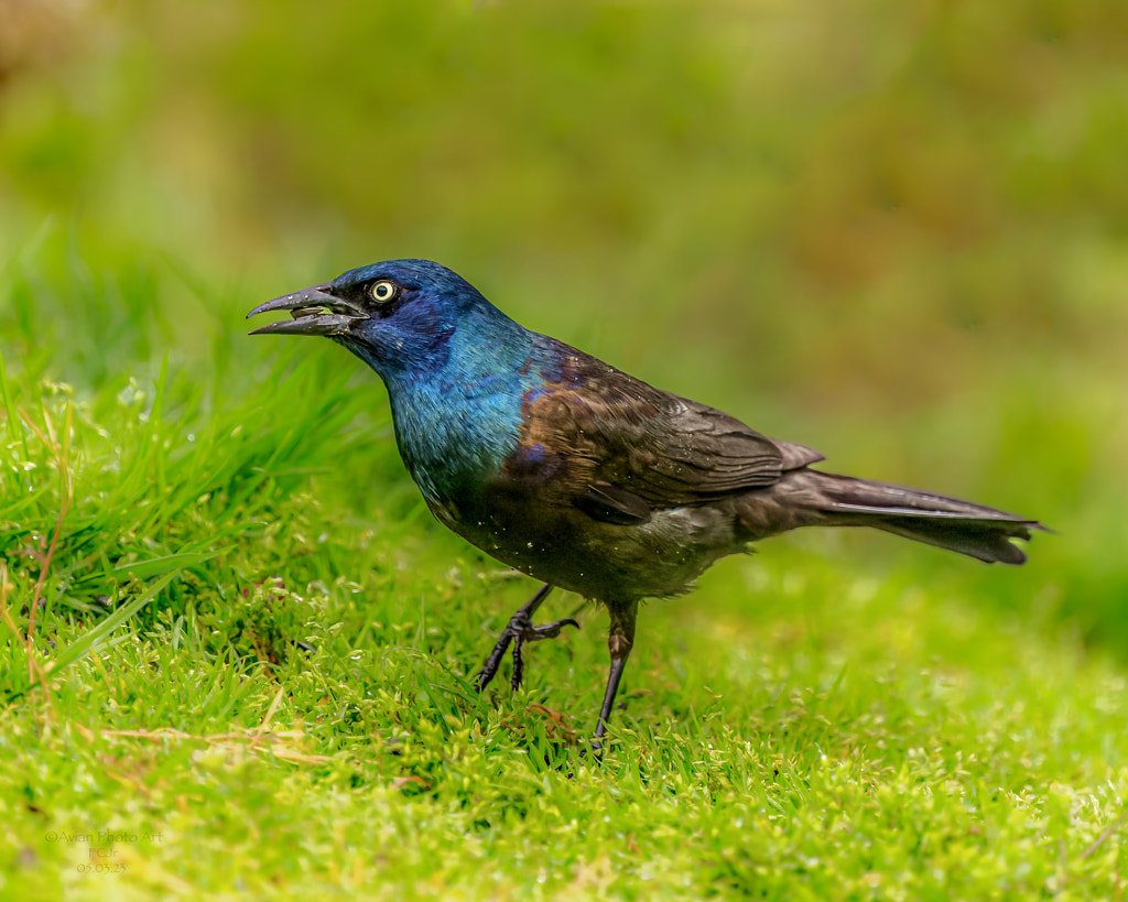 Common Grackle by Fran Czemerda Jr / 500px