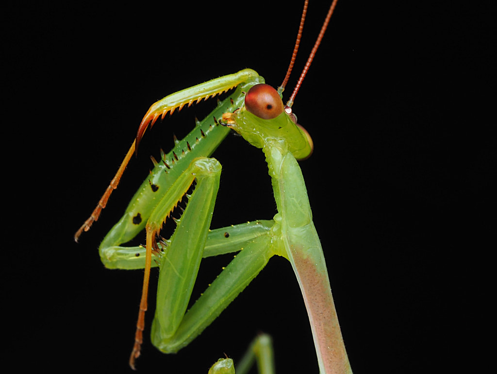 Night Mantis by Tom Musson / 500px