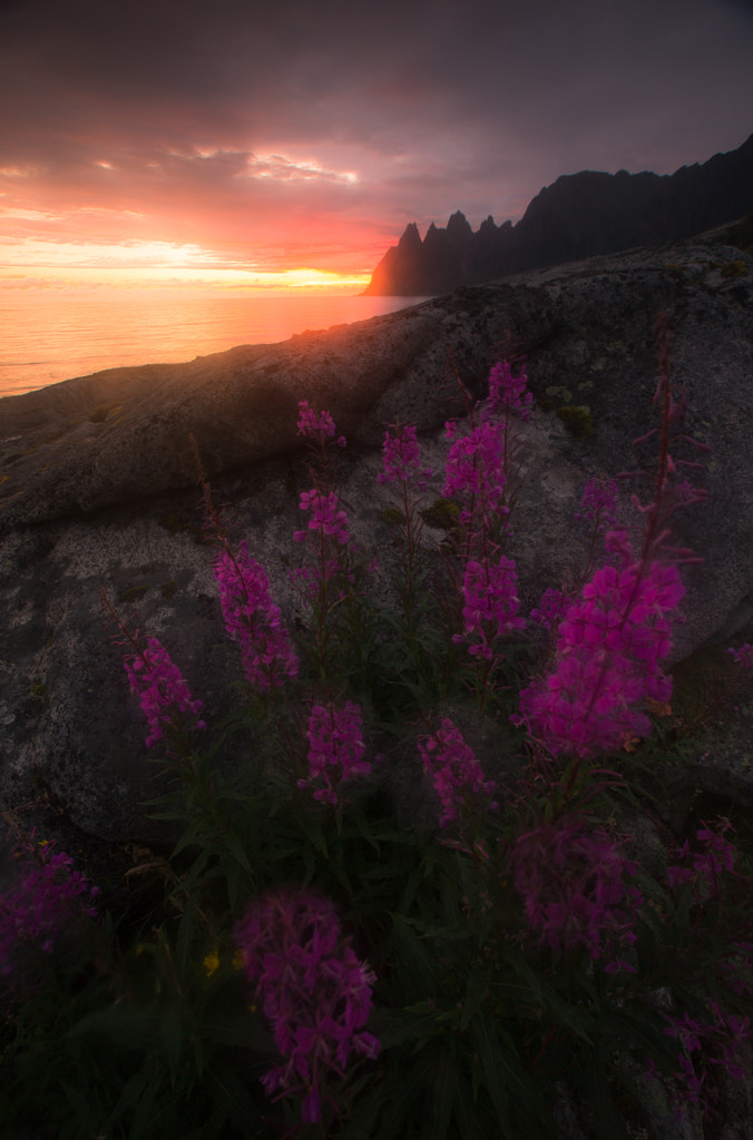 "PURPLE FIREFLIES" by Monica / 500px