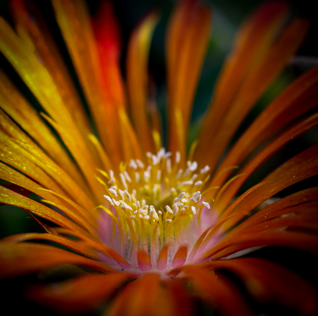 Orange Flower by Josh Campbell / 500px