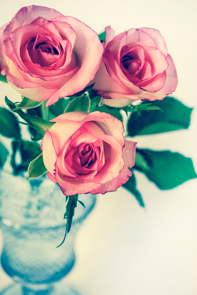 delicate pink roses in blue vase on light background in retro style by ...