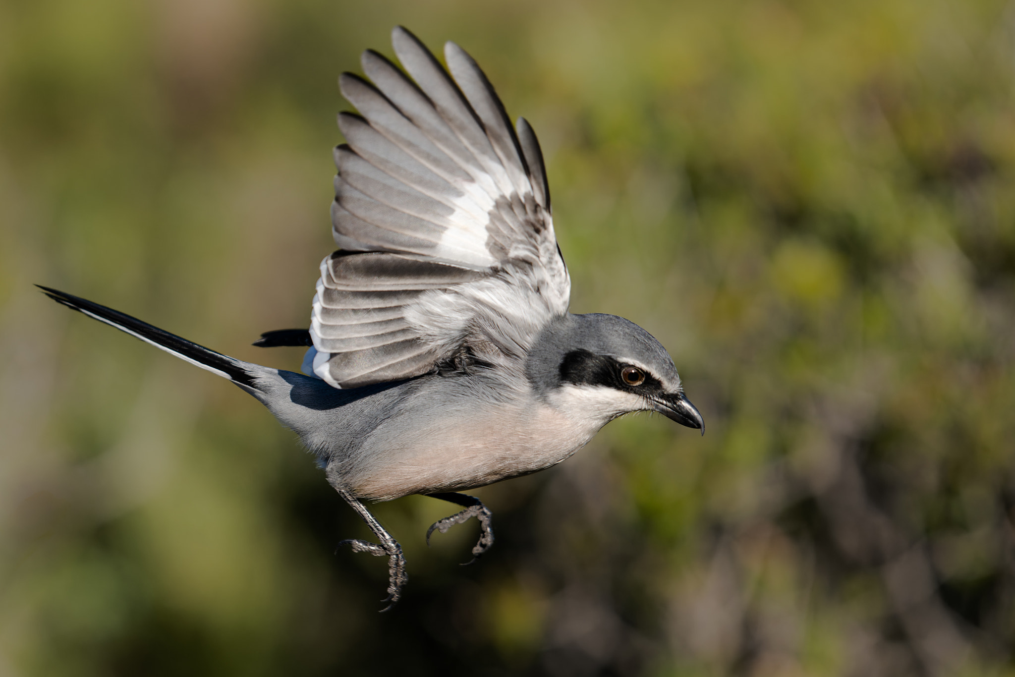 Iberian grey shrike in flight by Ruzhdi Ibrahimi / 500px