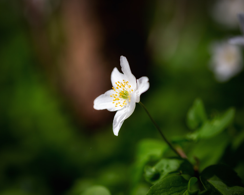Anemone by André Sørensen / 500px