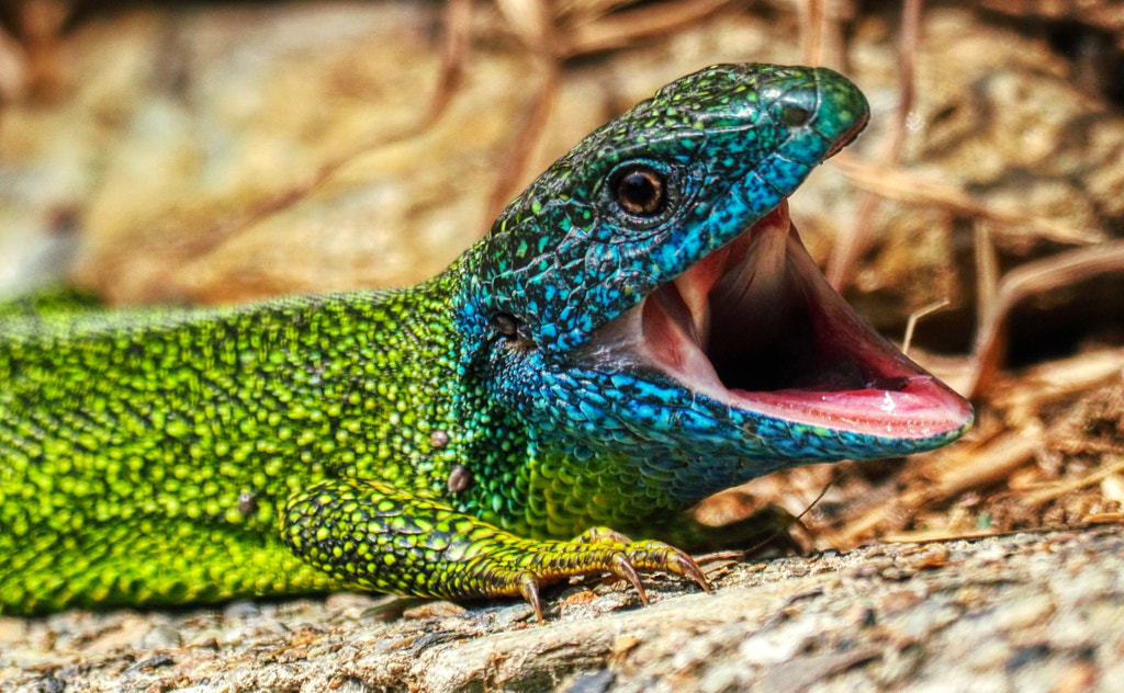 Jurassic Park Scareglia by Ernst Kramer / 500px