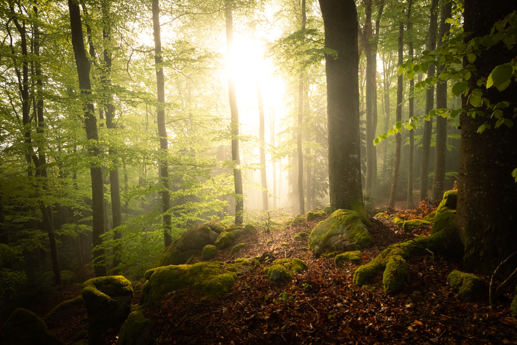 Mystic Forest by Damien Frezier / 500px