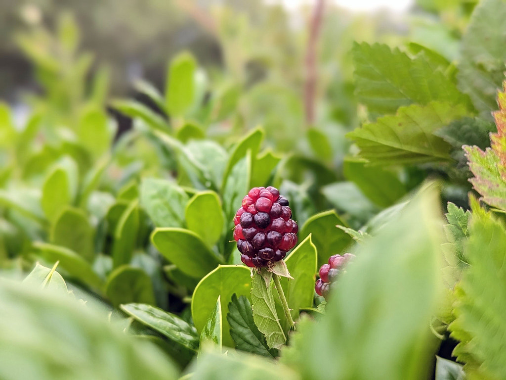 Nature's Jewels: A Berry's Exquisite Essence by Chandra P Matam / 500px