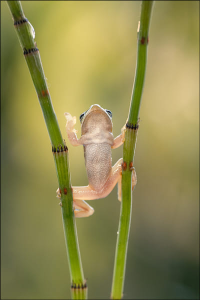Treefrog by Georg Scharf / 500px