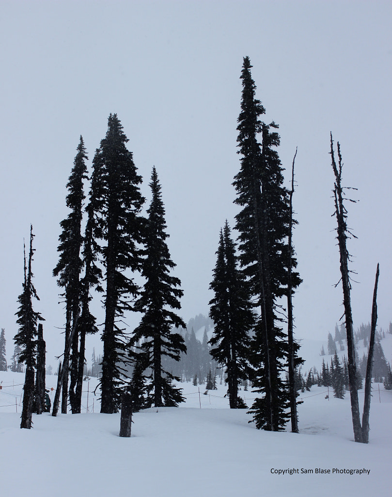 View of trees in snow in March 2017 by Sam Blase / 500px