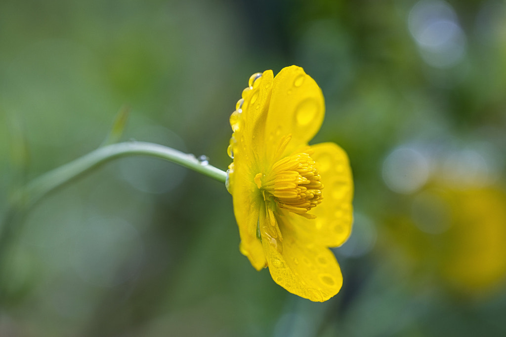 Sun in nature 自然界中的太阳 by André Giroud / 500px