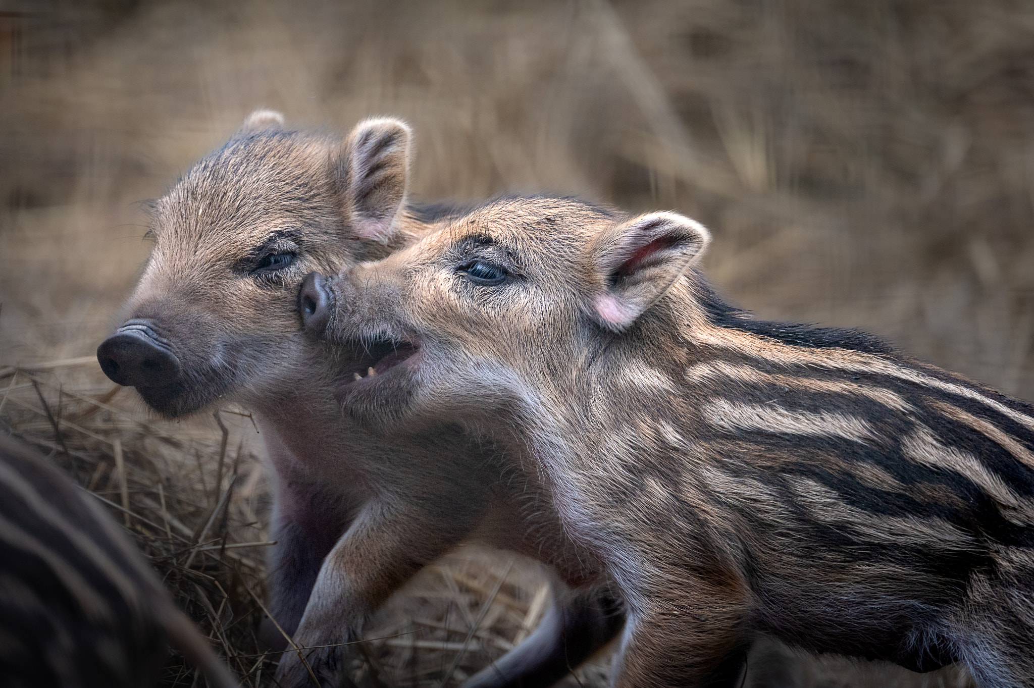 playing mini boar 9009 by Hans Zitzler / 500px