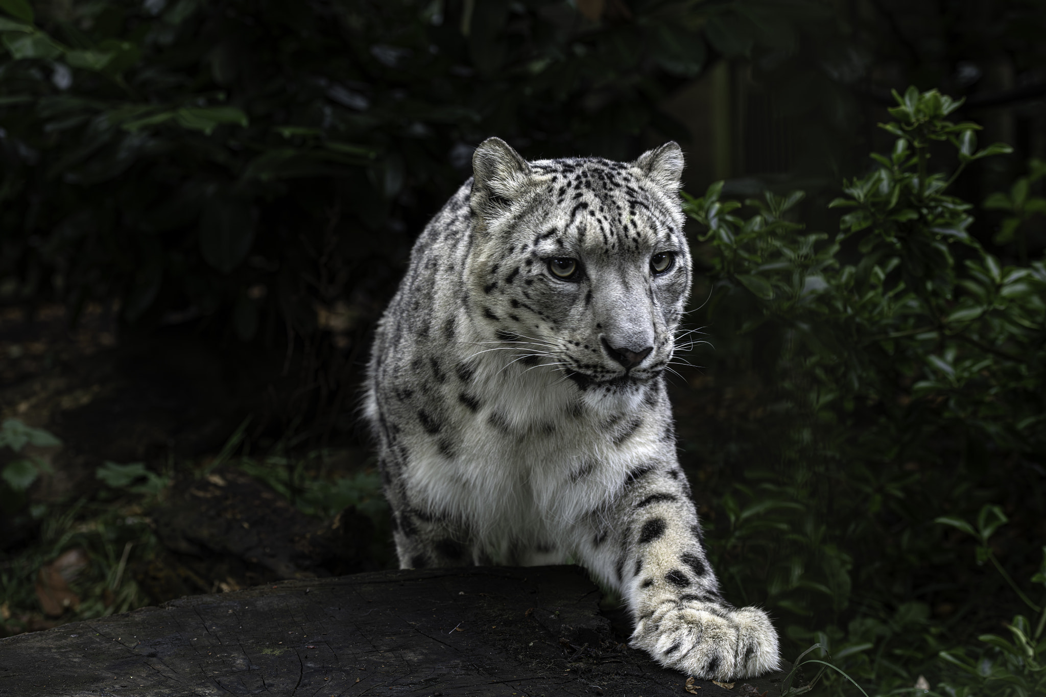 Close-up of snow leopard sitting on field by Colin Langford / 500px