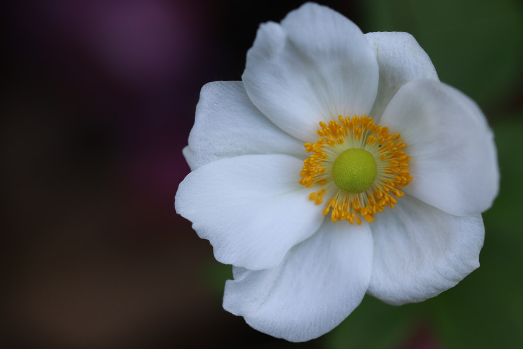 Sincerity by Phillip Pendleton / 500px