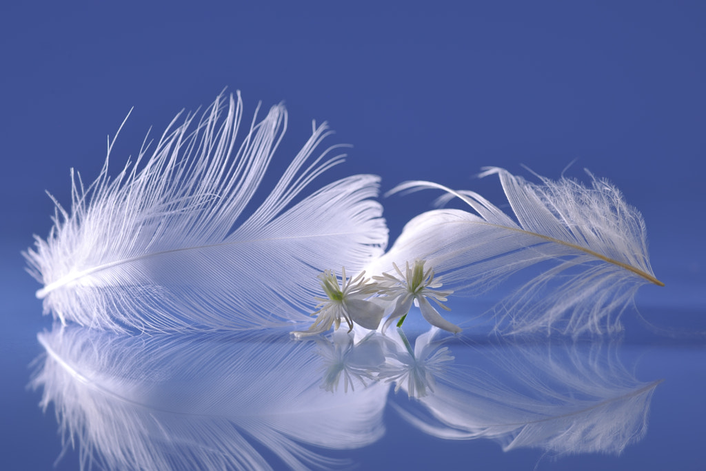 White on Blue by Lafugue Logos / 500px
